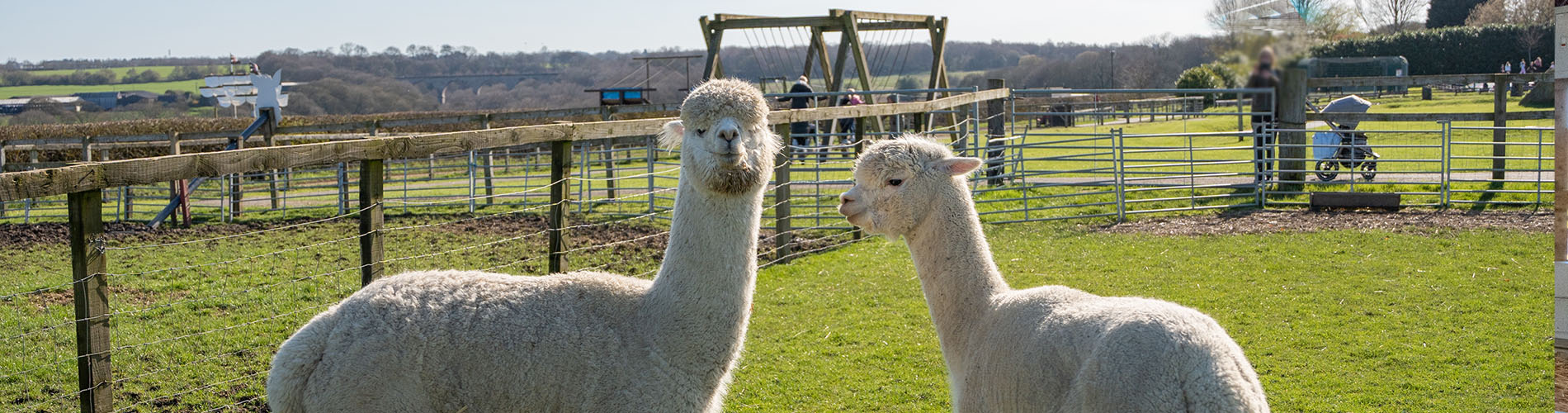 Home - Adventure Valley